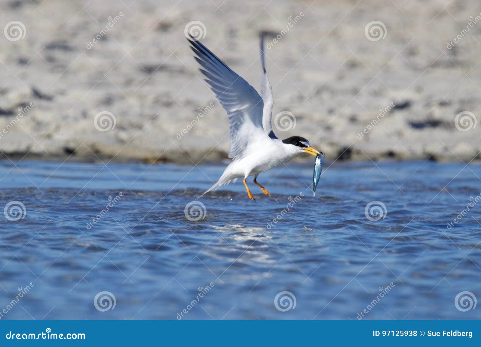 Least Tern Catching a Fish stock photo. Image of catching - 97125938