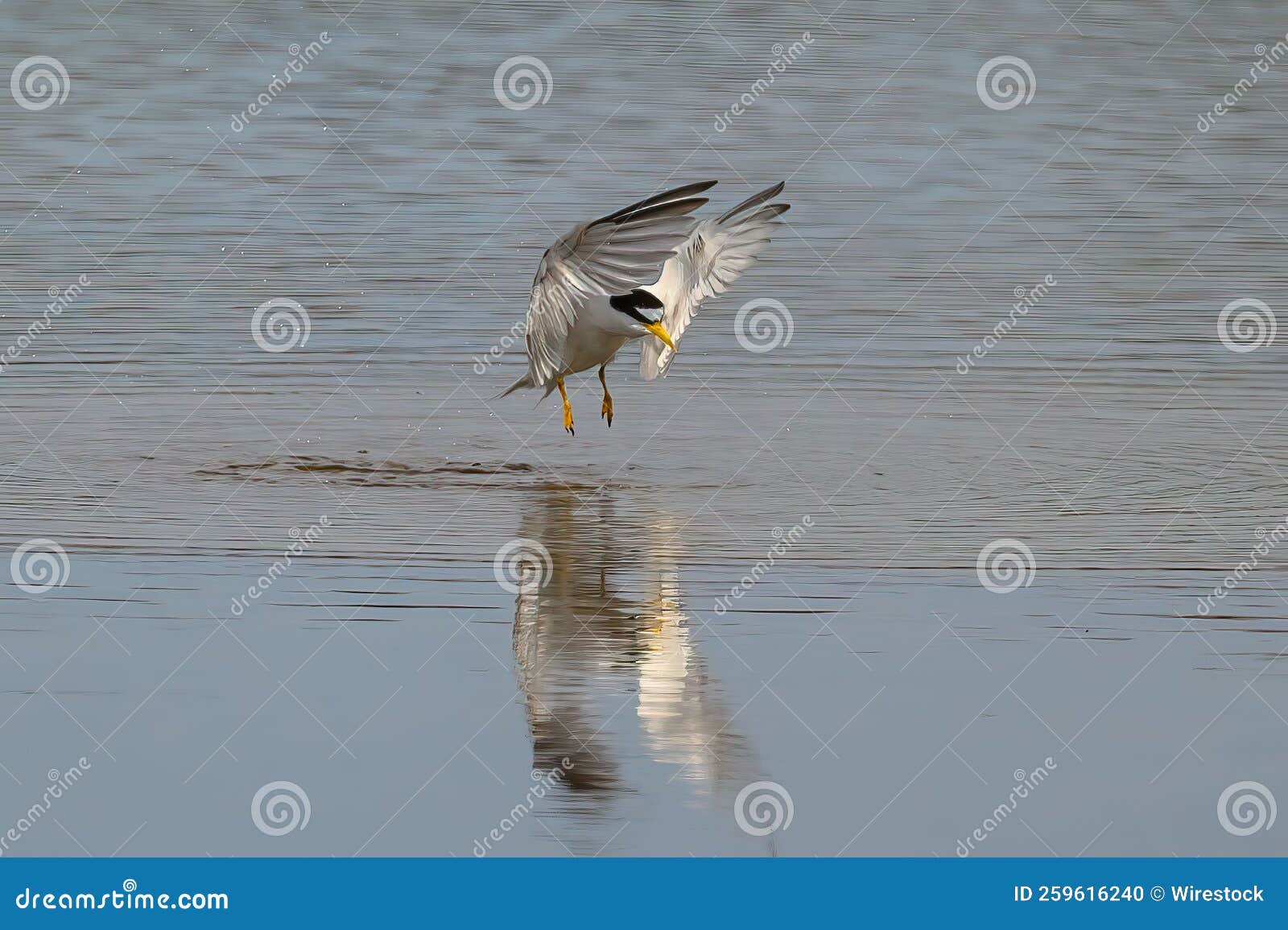 Least Tern Standing on a Sandy Shore of Water Stock Photo - Image of ...