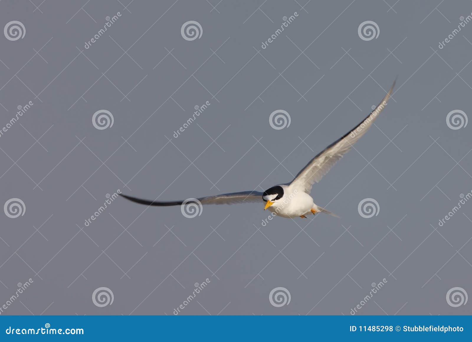 Least Tern (Sternula Antillarum Antillarum) Stock Photo - Image of ...