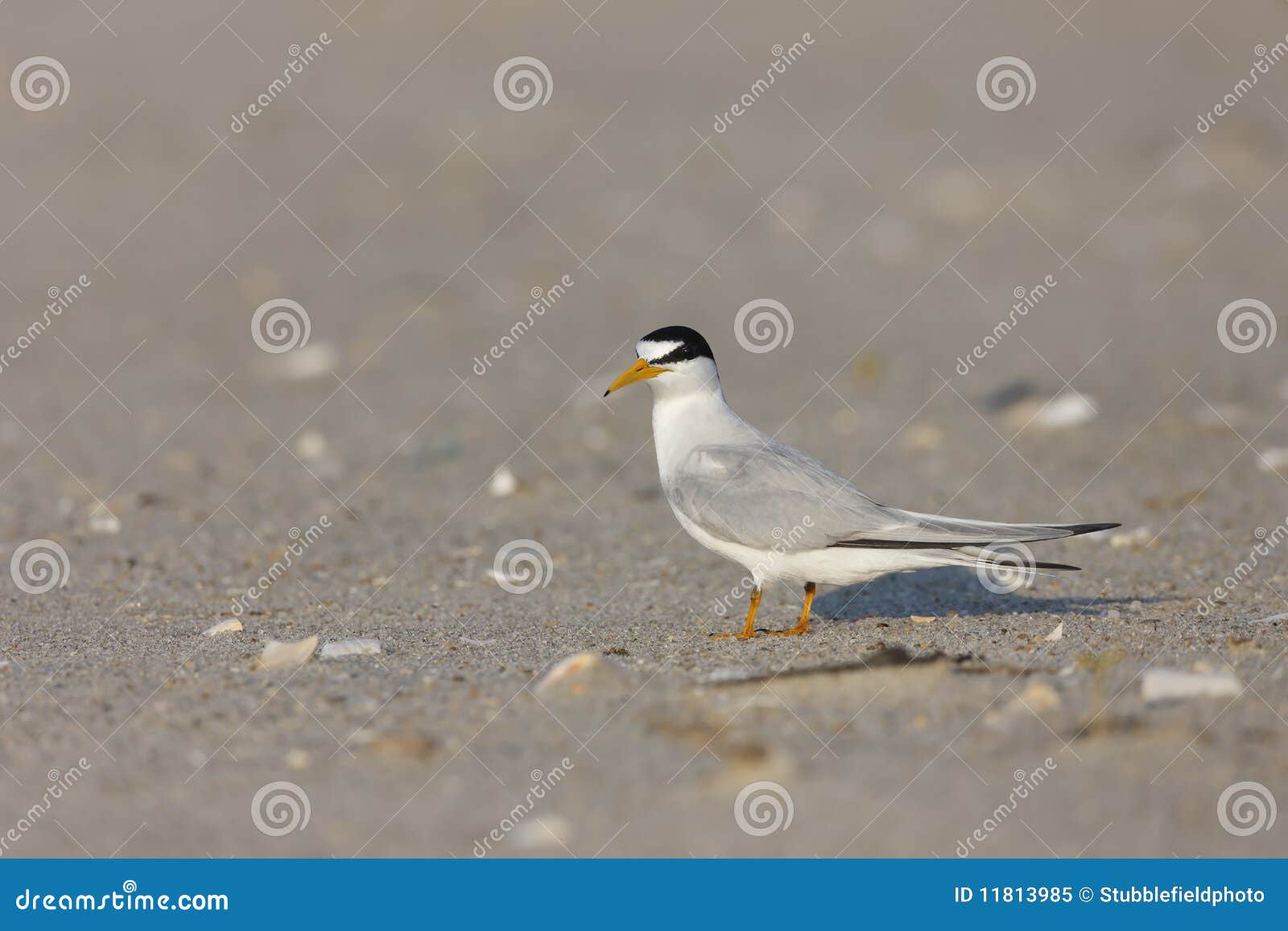 Least Tern (Sternula Antillarum Antillarum) Stock Image - Image of ...