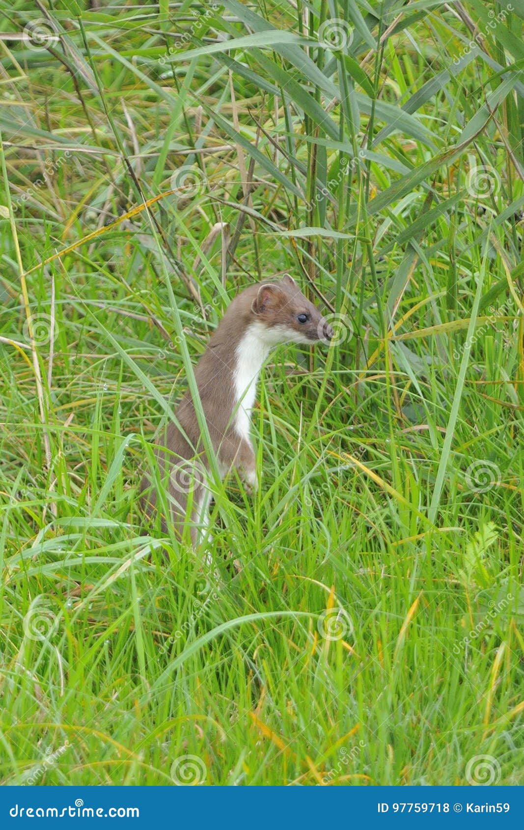 Least weasel standing stock photo. Image of wildlife - 97759718