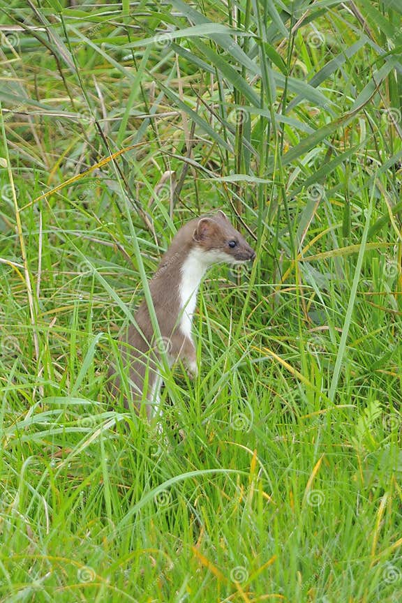 Least weasel standing stock photo. Image of wildlife - 97759718