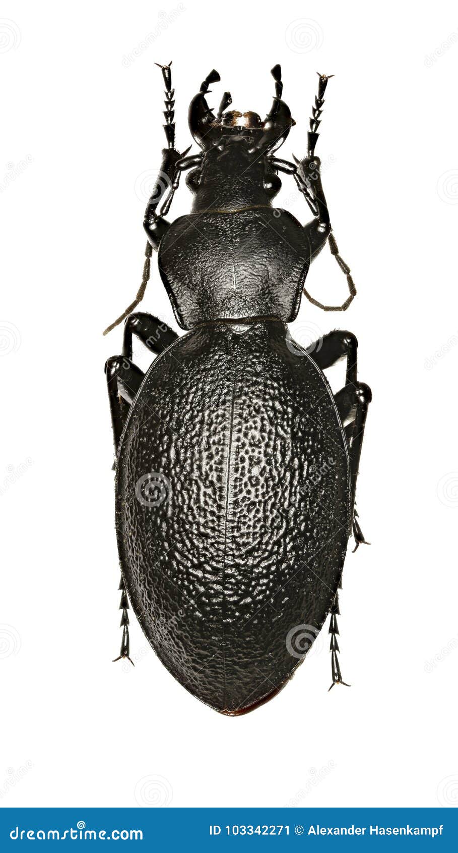 Leather Beetle on White Background Stock Image - Image of closeup ...