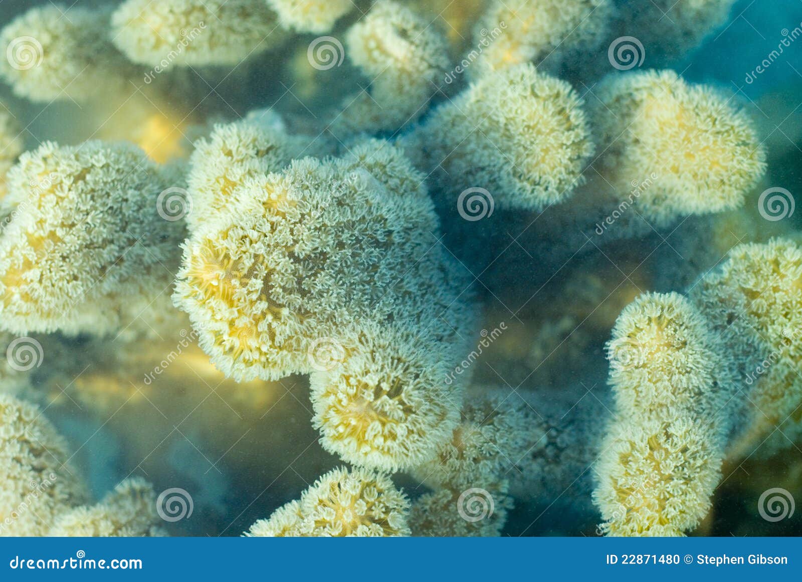 Leather coral polyps stock photo. Image of sarcophyton - 22871480