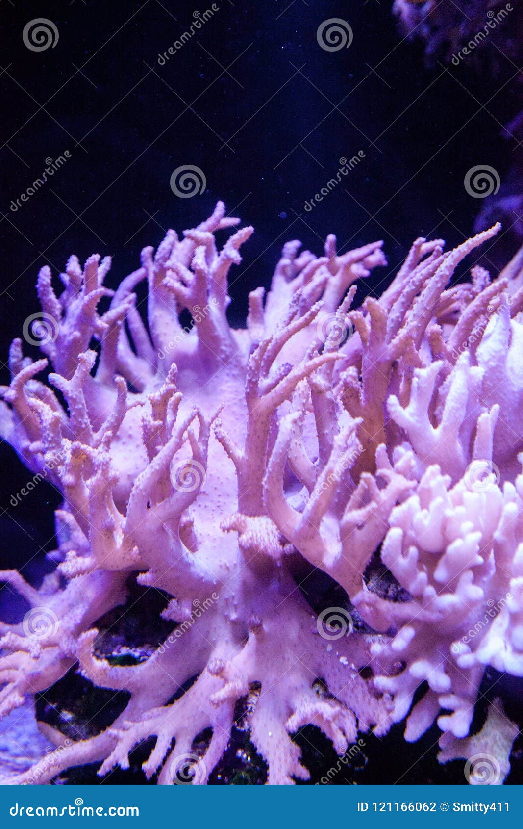 Leather coral Sinularia stock photo. Image of marine - 121166062