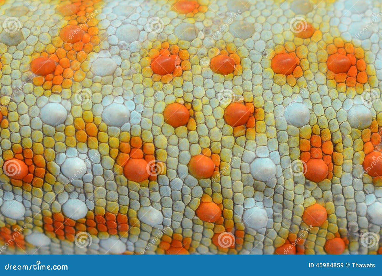 Leather of gecko stock image. Image of reptile, chameleon - 45984859