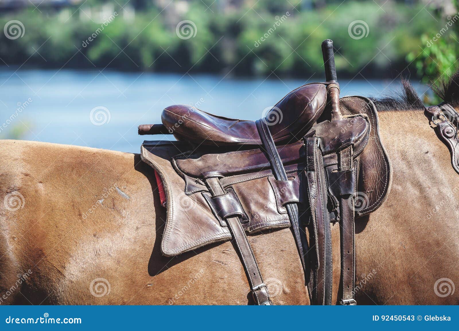 Leather Saddle on the Horse`s Back Stock Image - Image of rider, equine ...