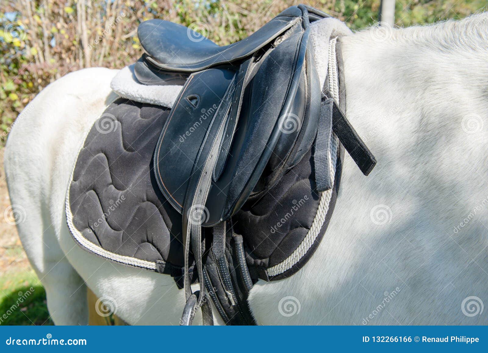 Leather Saddle on the White Horse Stock Photo - Image of tack, leather ...