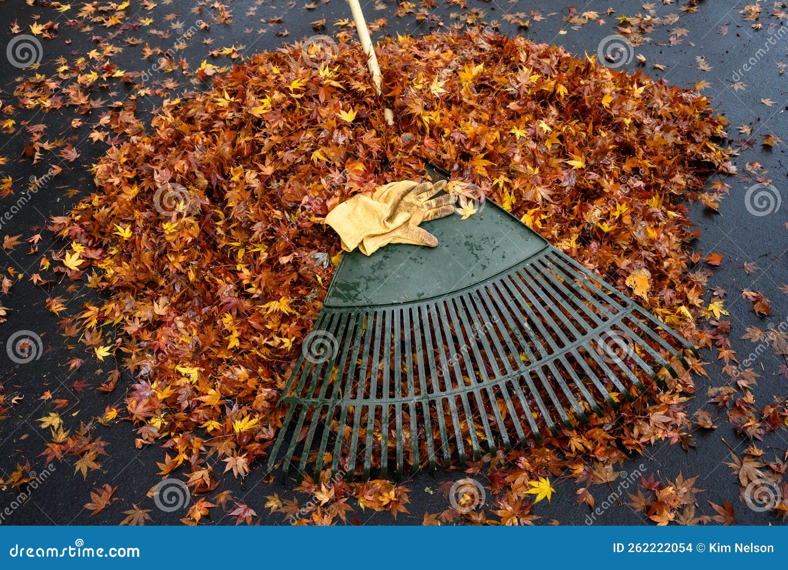Leather Work Gloves and Plastic Rake with Lots of Wet Maple Leaves ...