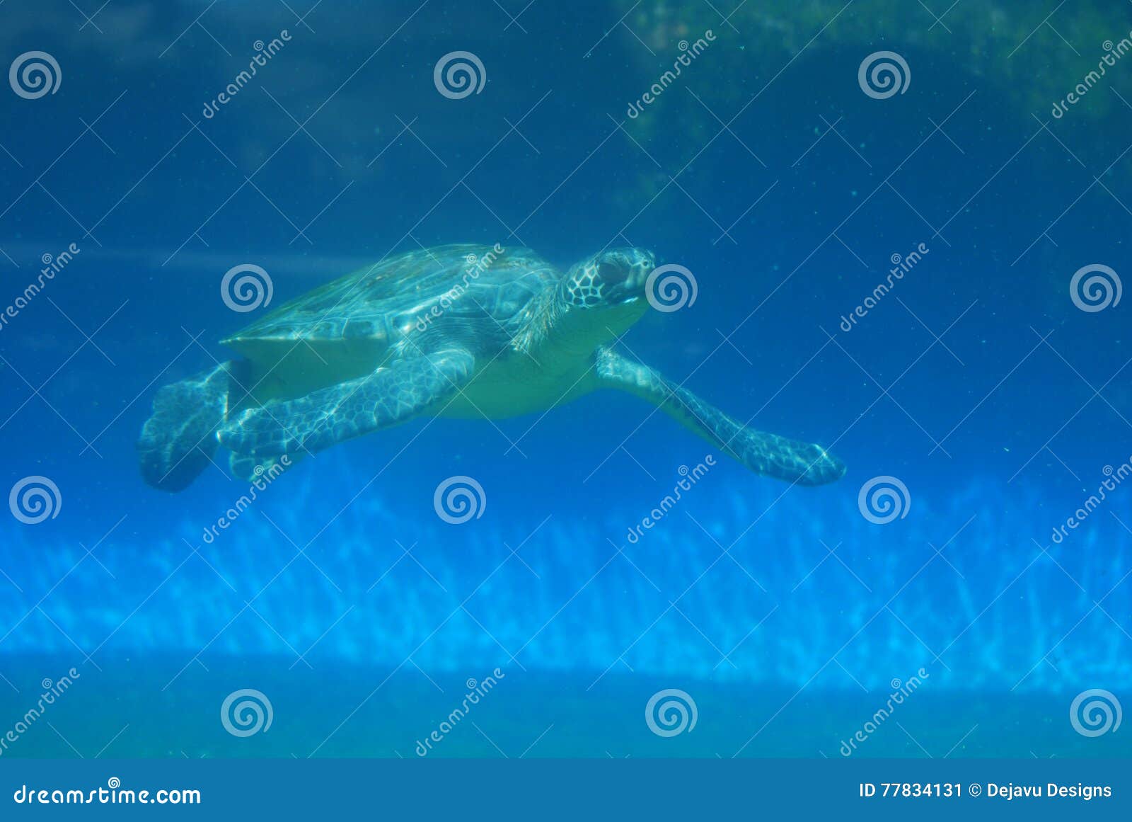 Leatherback Sea Turtle Underwater Stock Image - Image of olive, swim ...