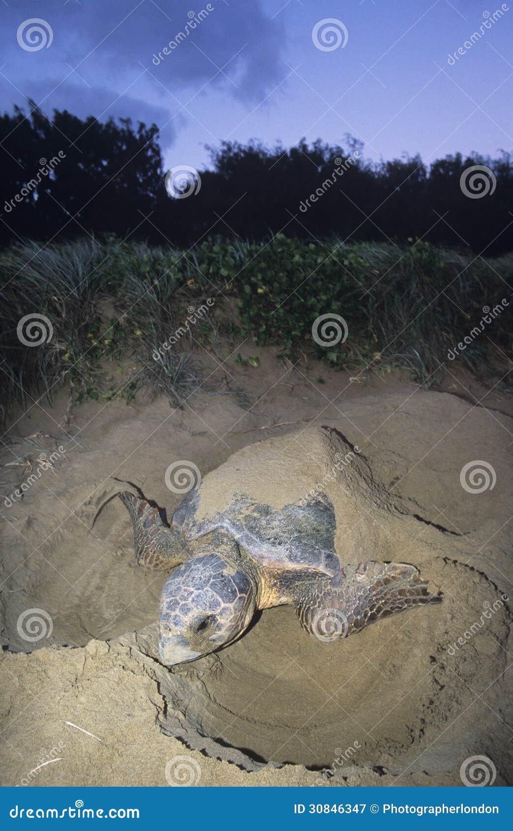 Leatherback Turtle Nesting on Beach Stock Image - Image of outdoors ...