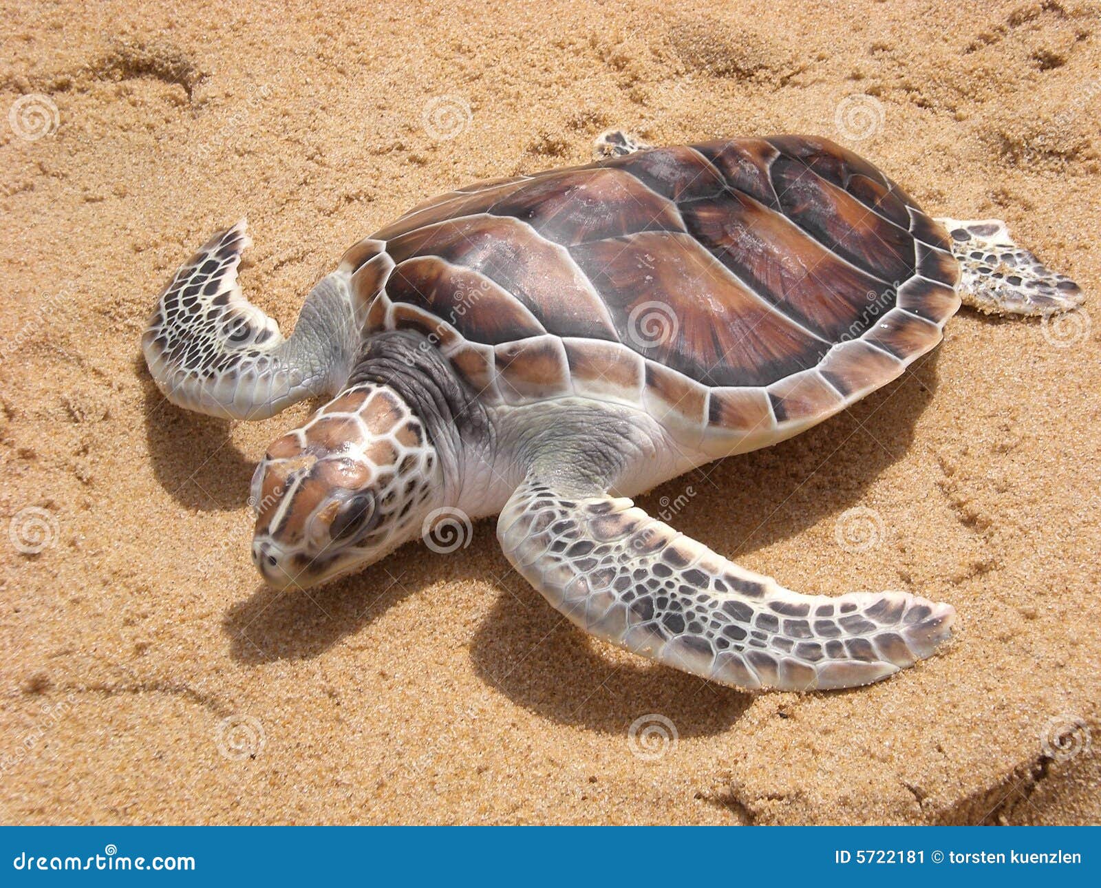 Leatherback Turtle on Phuket Beach Stock Image - Image of hatchling ...