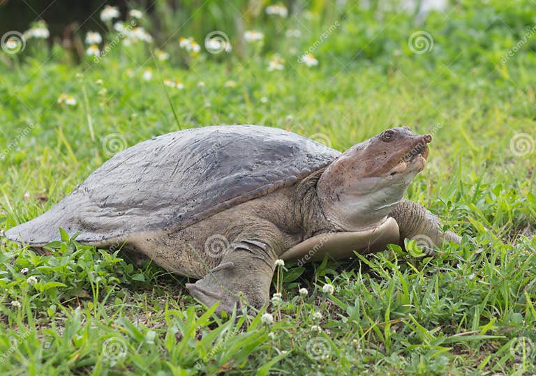Soft-Shelled Turtle stock image. Image of marine, pond - 39043693
