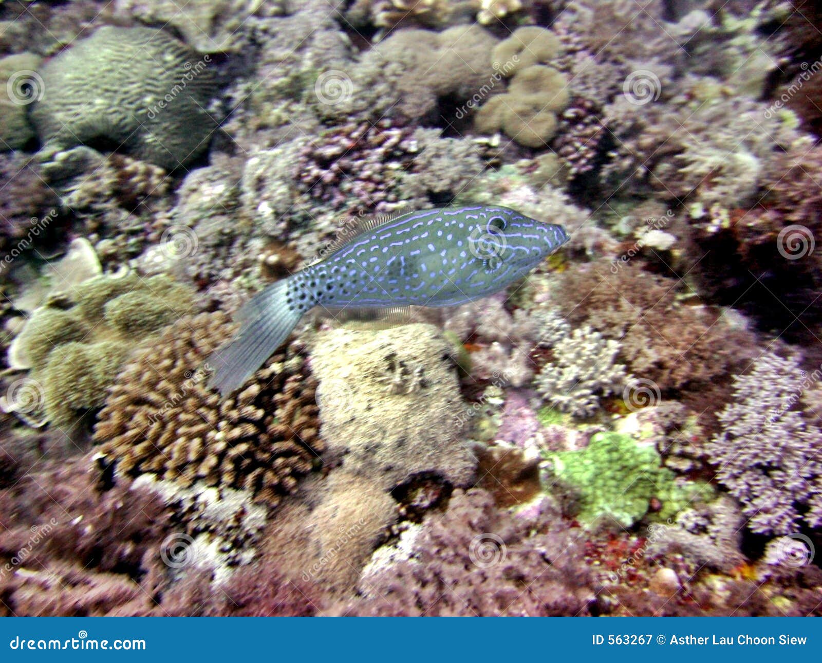 Leatherjacket Fish stock image. Image of file, corals, coral - 563267
