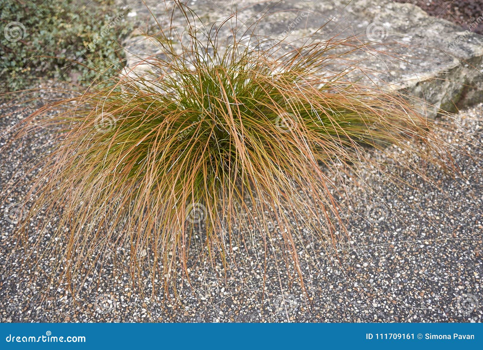 Leatherleaf sedge clumps stock image. Image of leatherleaf - 111709161