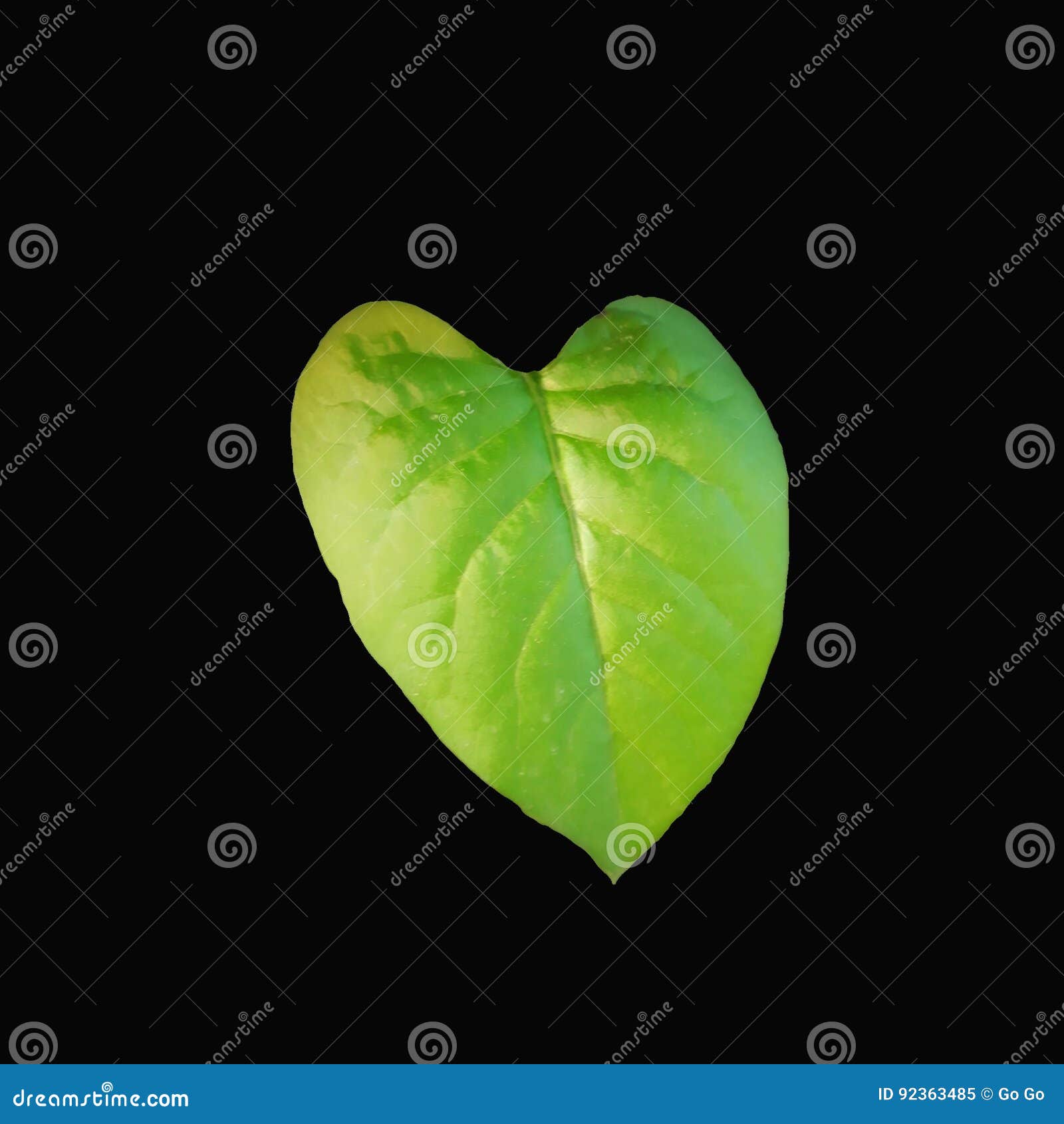 Leav stock image. Image of vegetation, plants, bright - 92363485