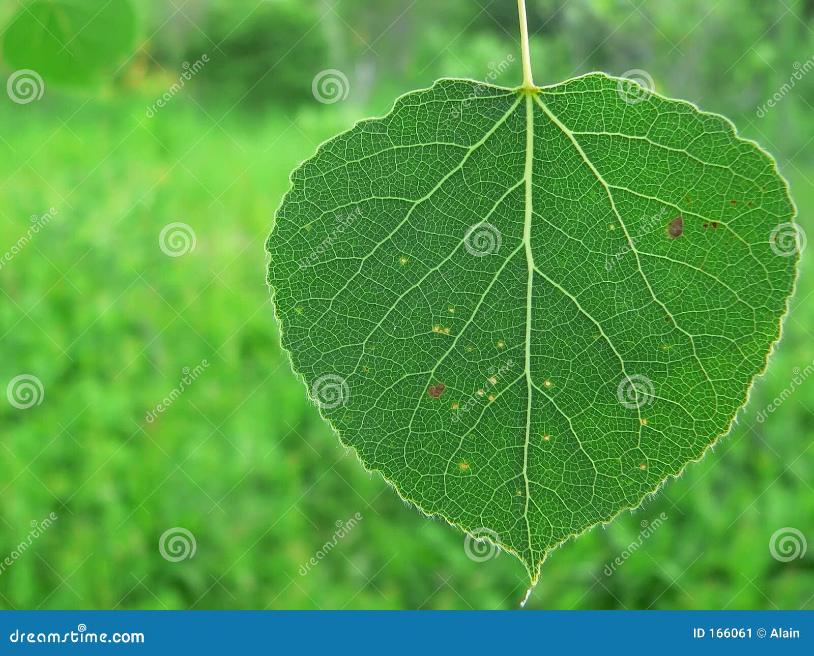 Leave Picture. Image: 166061