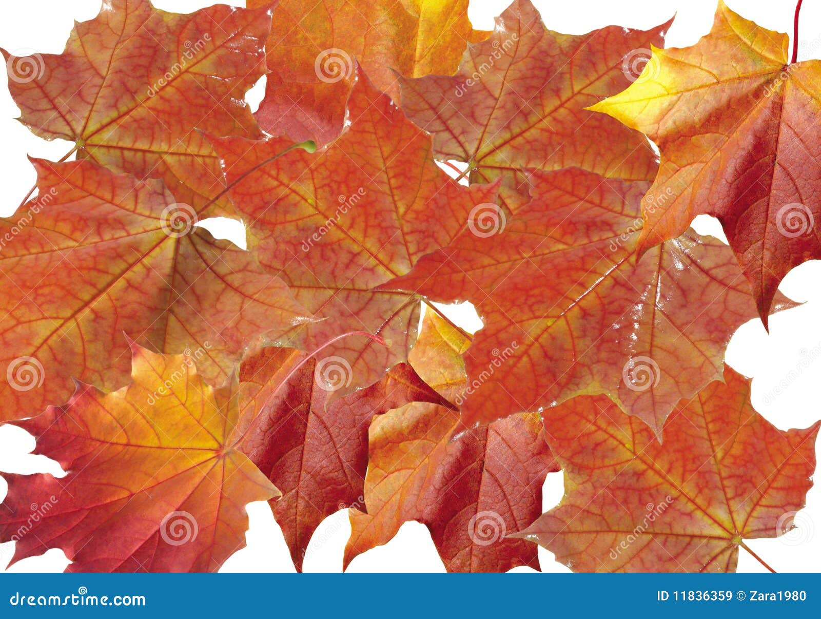 Leave background stock image. Image of greenery, abstract - 11836359