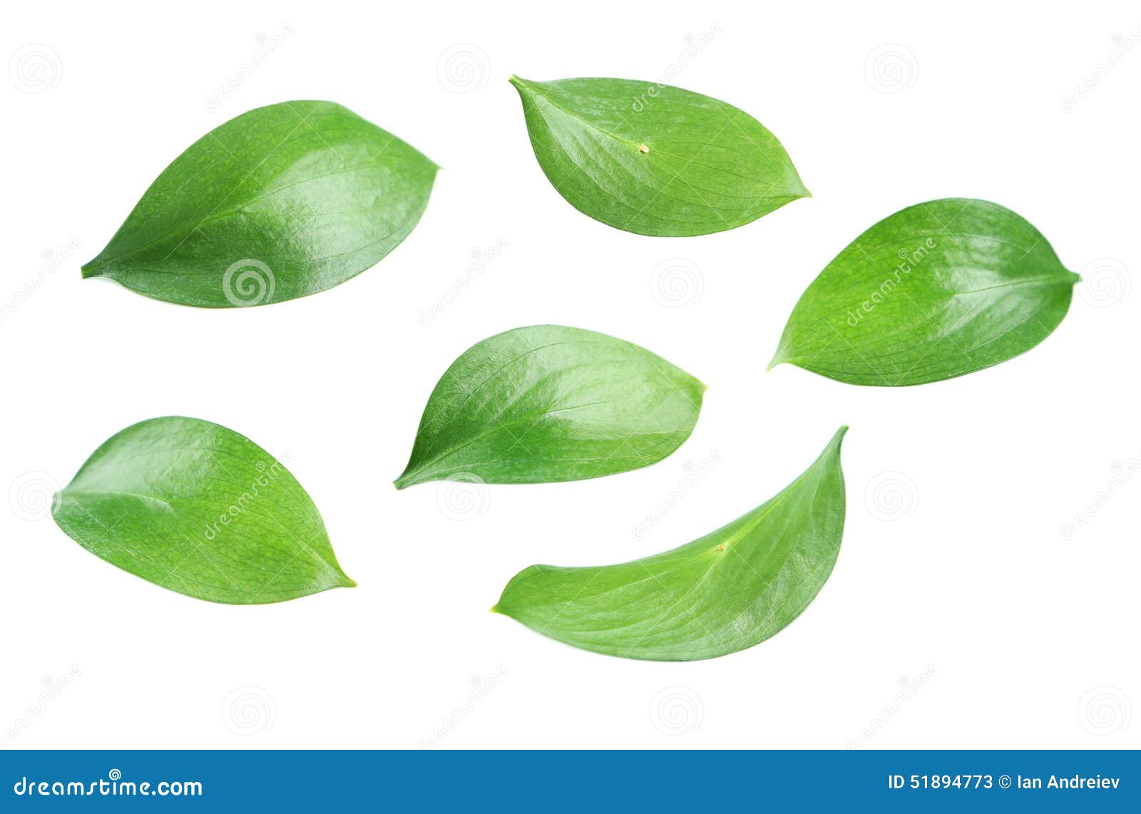 Leave stock image. Image of natural, backdrop, medicine - 51894773
