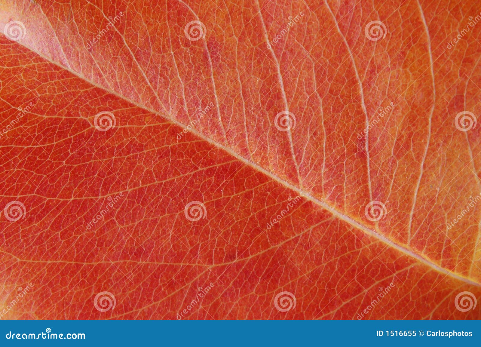 Leave close up stock image. Image of colors, white, change - 1516655