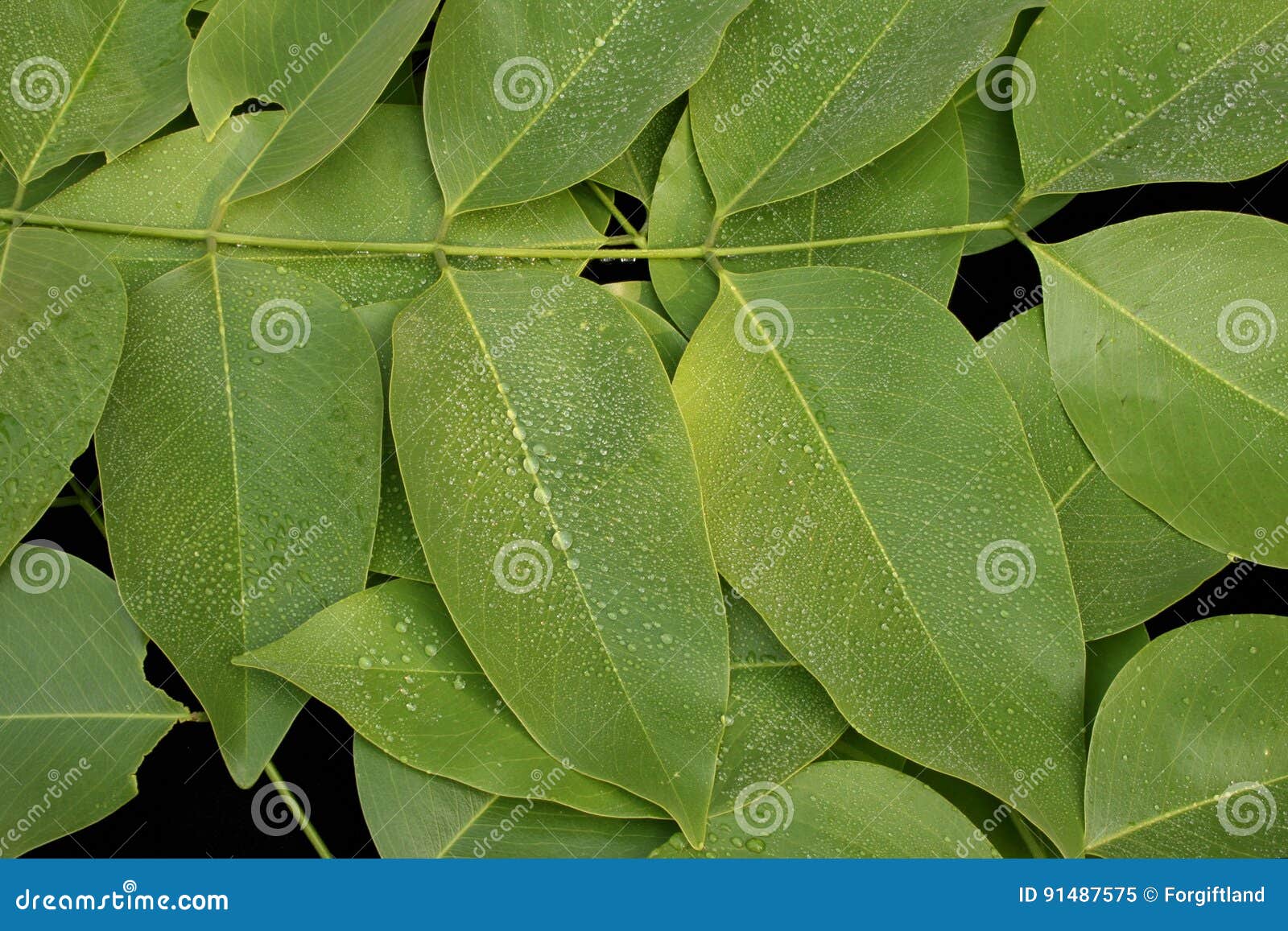 Leave ,closed Up at Green Leaves Isolate on Black Background Stock ...