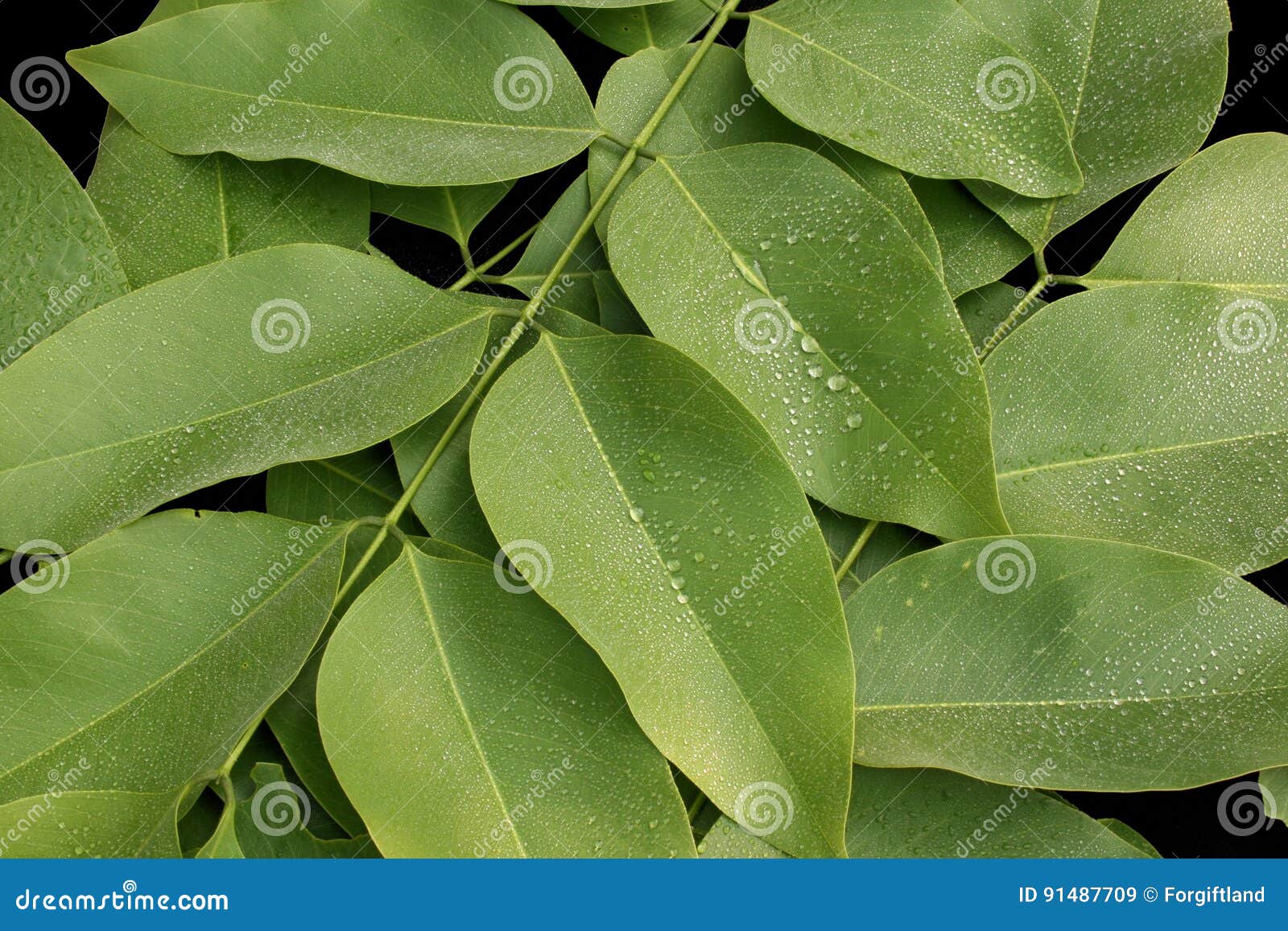 Leave ,closed Up at Green Leaves Isolated on Black Background Stock ...