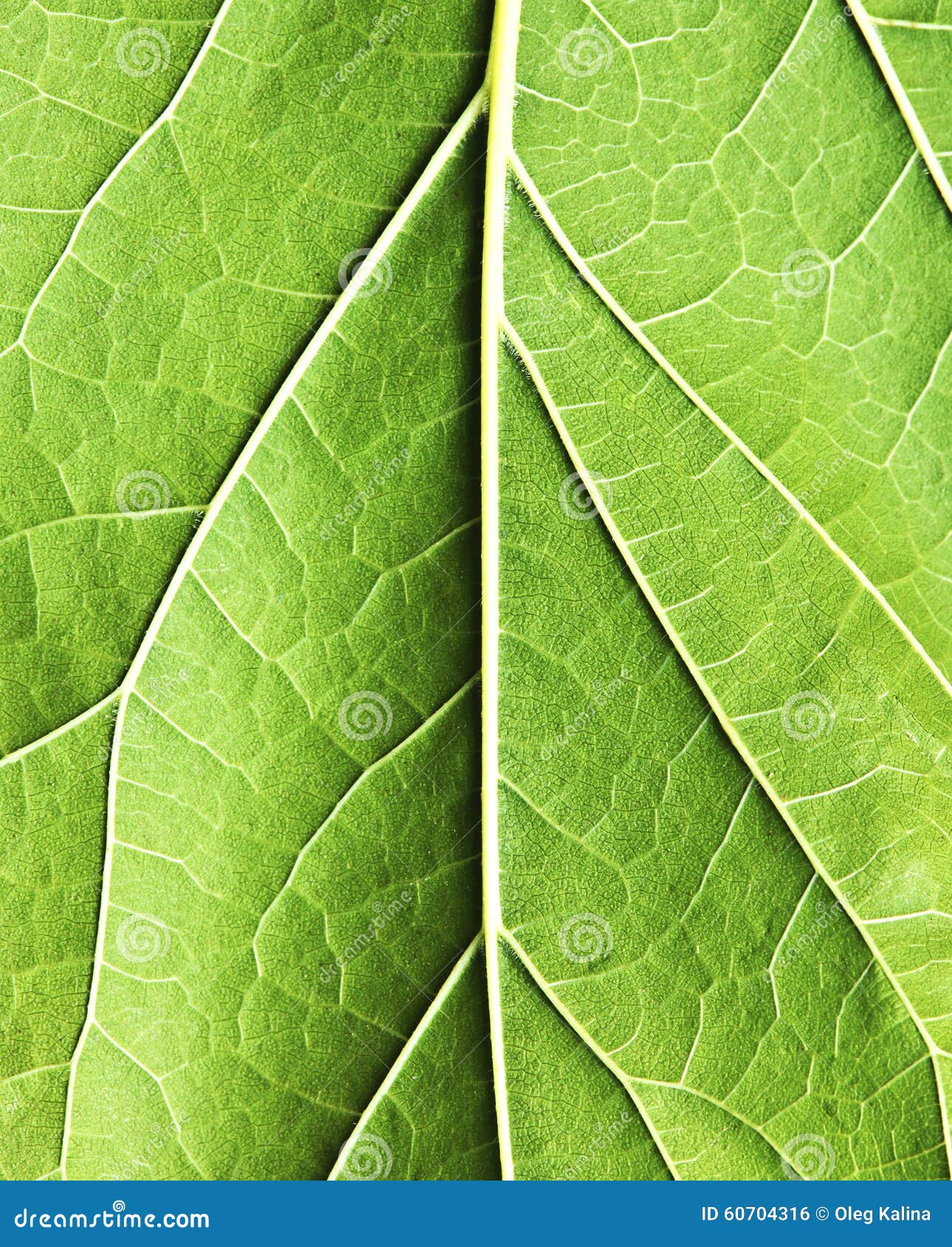 Leave stock photo. Image of design, concept, season, foliage - 60704316