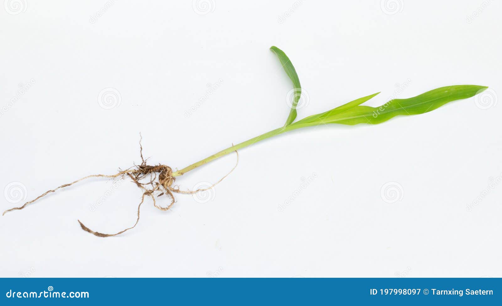 Leave of Corn Isolated on White Backgrounds, One Leaf of Corn Stock ...