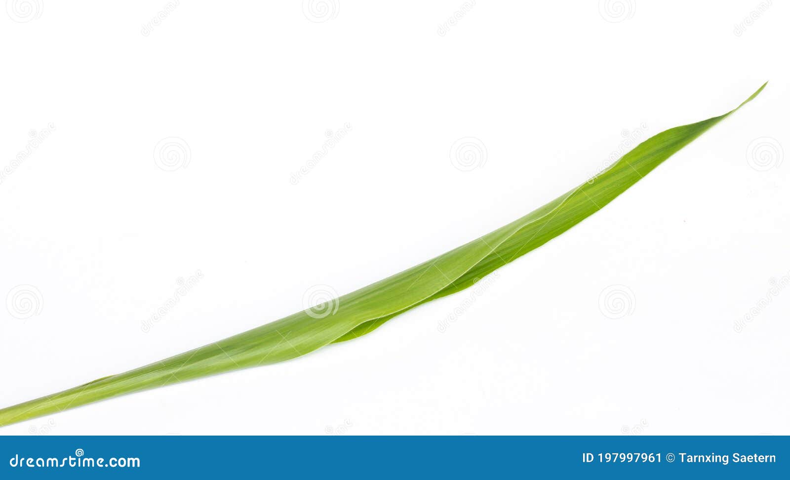 Leave of Corn Isolated on White Backgrounds, One Leaf of Corn Stock ...