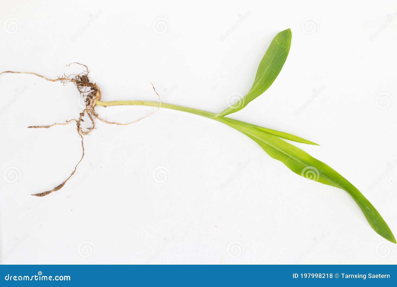 Leave of Corn Isolated on White Backgrounds, One Leaf of Corn Stock ...