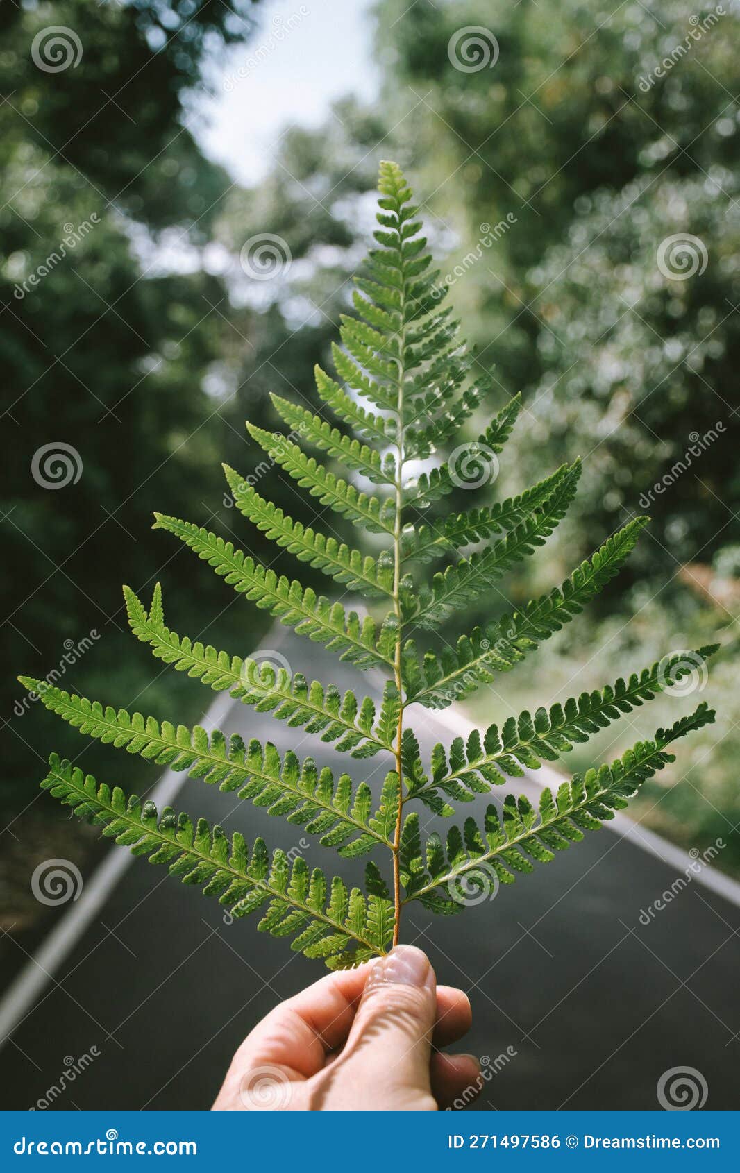 A leave in the deep forest stock photo. Image of larch - 271497586