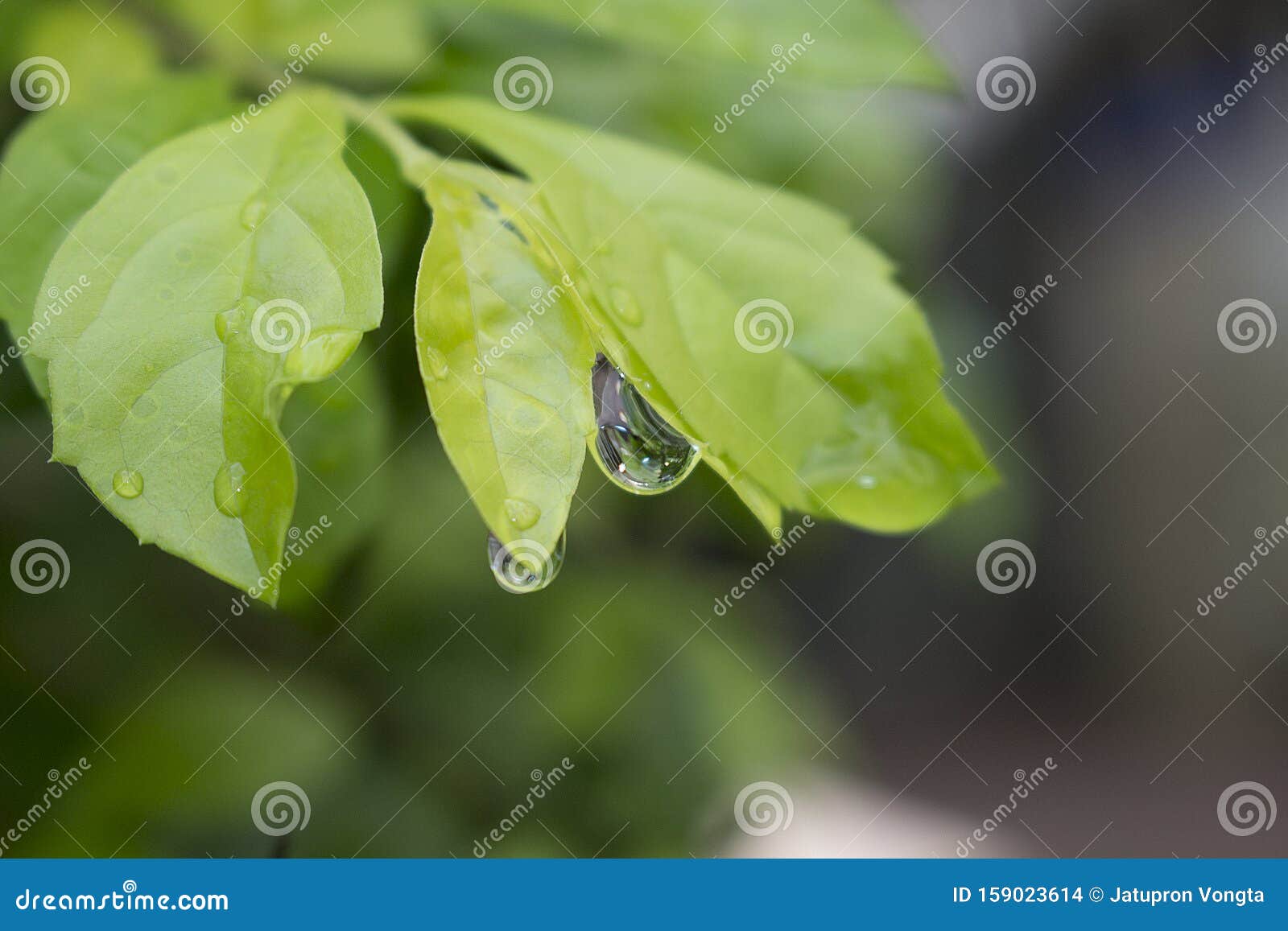 Leave Drop Background, Green Leaf Stock Photo - Image of nature ...