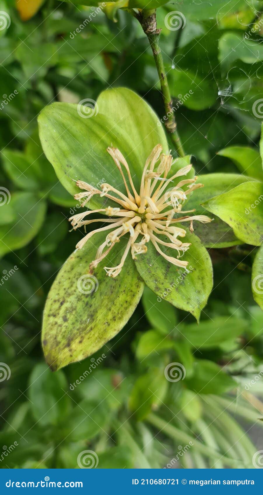 Leave Grean Garden Clorofil Natur Stock Image - Image of tree, flower ...