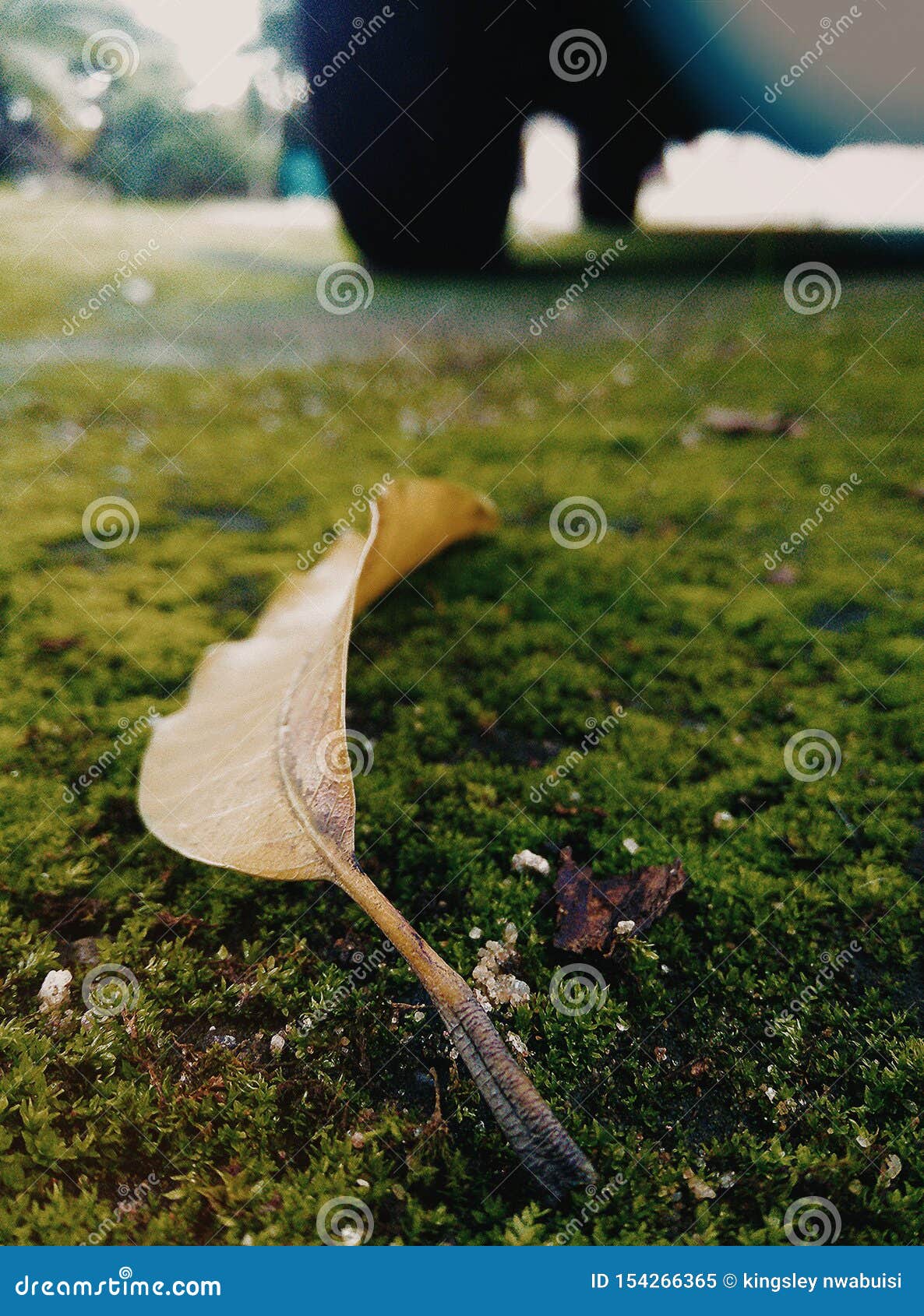 A leave on the ground stock image. Image of macro, leave - 154266365