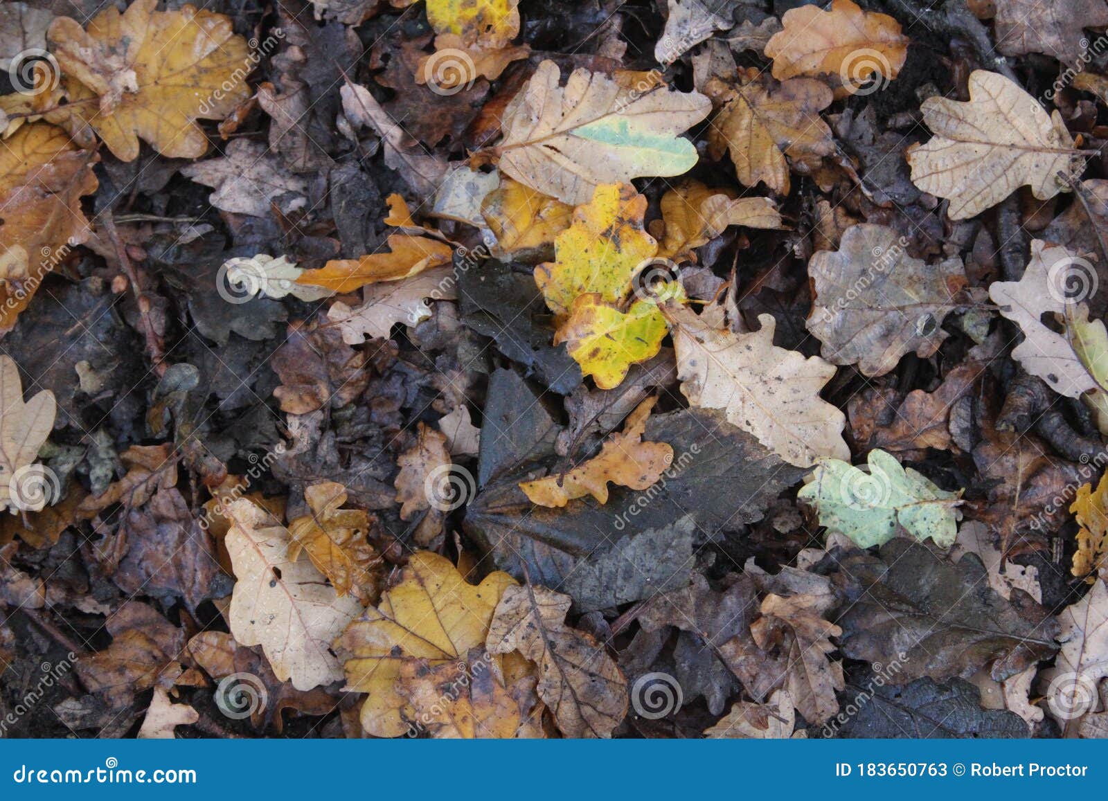Leaves Decomposing on Forest Floor in British Woodland in Yorkshire UK ...