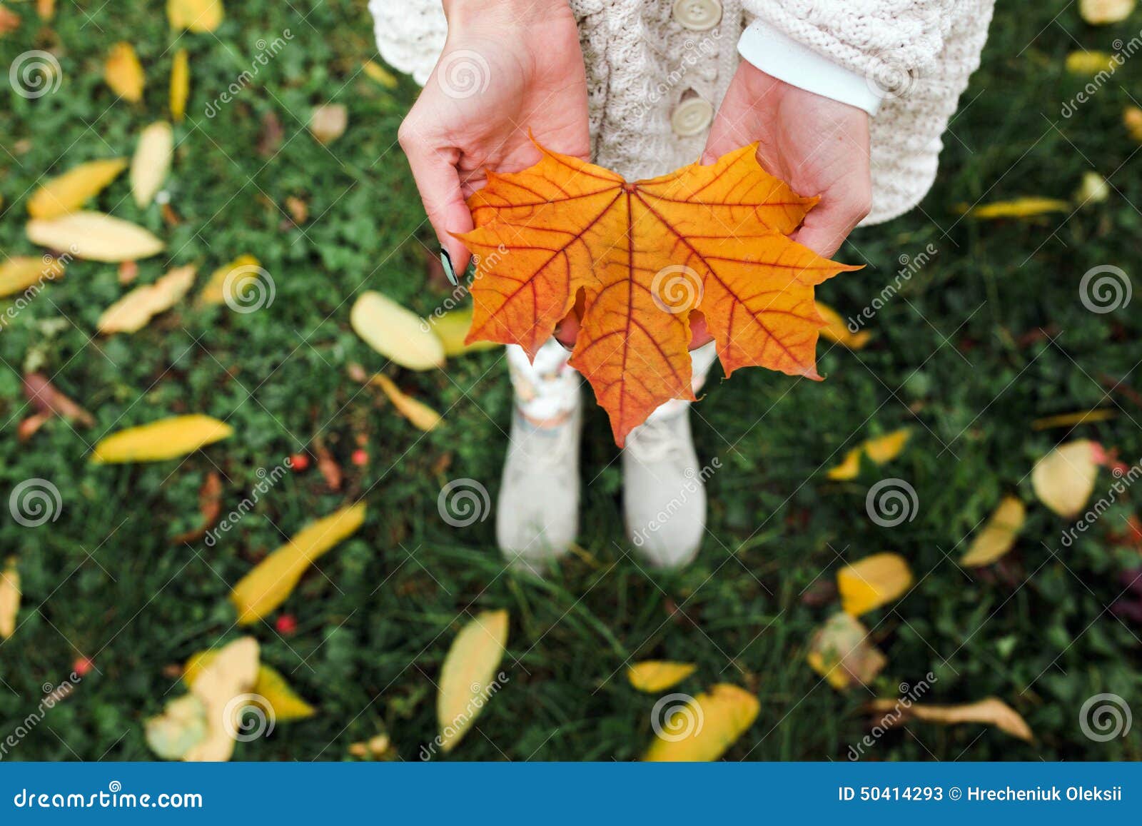 Leave in hands stock image. Image of maple, colors, housework - 50414293