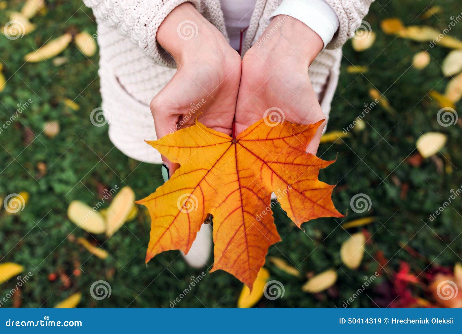 Leave in hands stock image. Image of hand, holding, colored - 50414319
