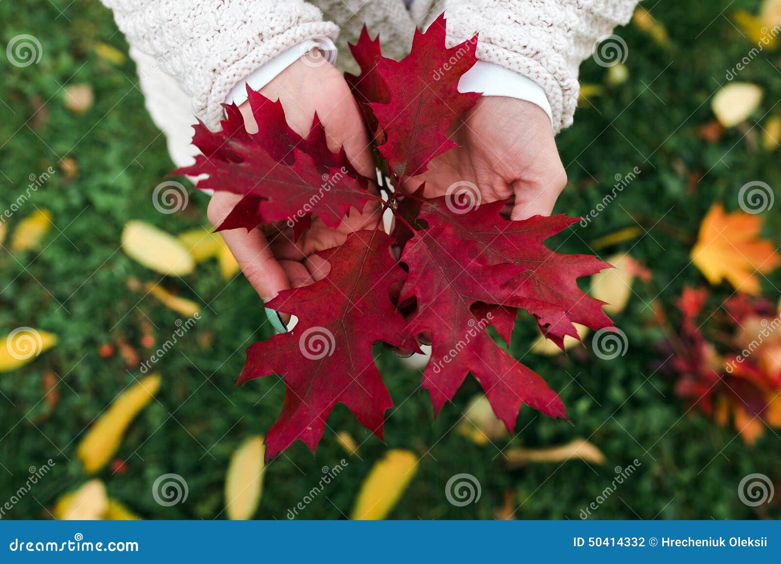 Leave in hands stock photo. Image of park, maple, colors - 50414332