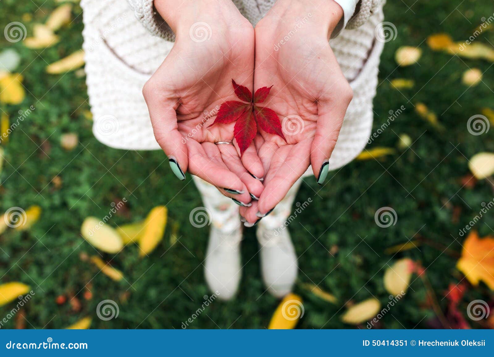 Leave in hands stock image. Image of orange, home, forest - 50414351