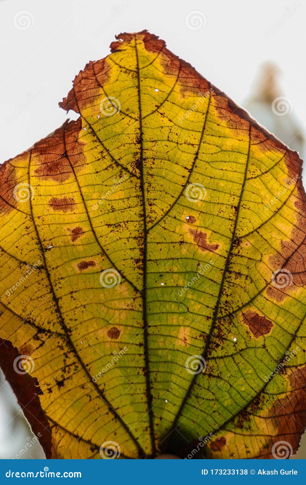 The Leave is Held Against the Sun so You Can Clear See the Vein ...