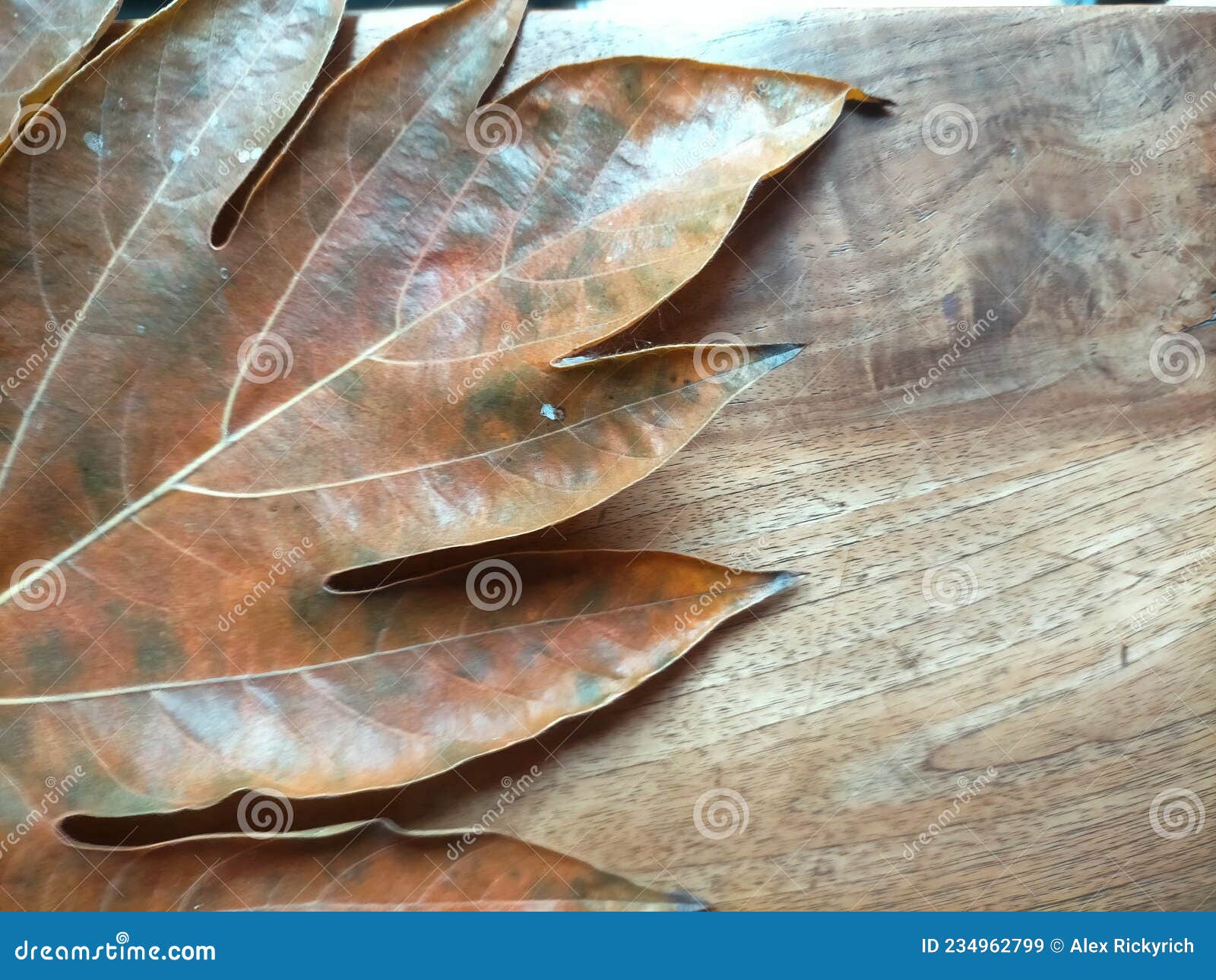 Leave of Jackfruit on Wood Background Stock Image - Image of trunk ...