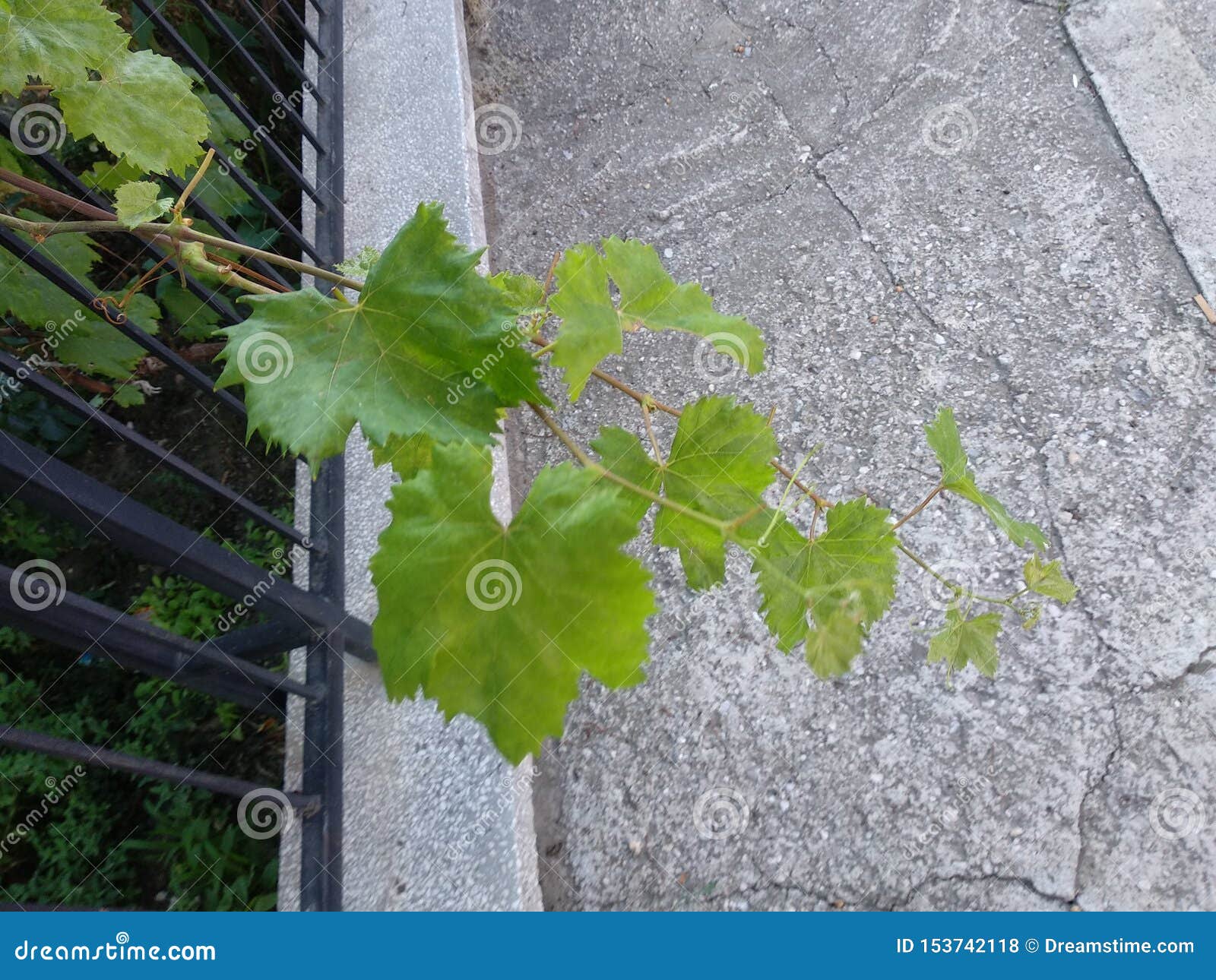 Hehd Stock Photos - Free & Royalty-Free Stock Photos from Dreamstime