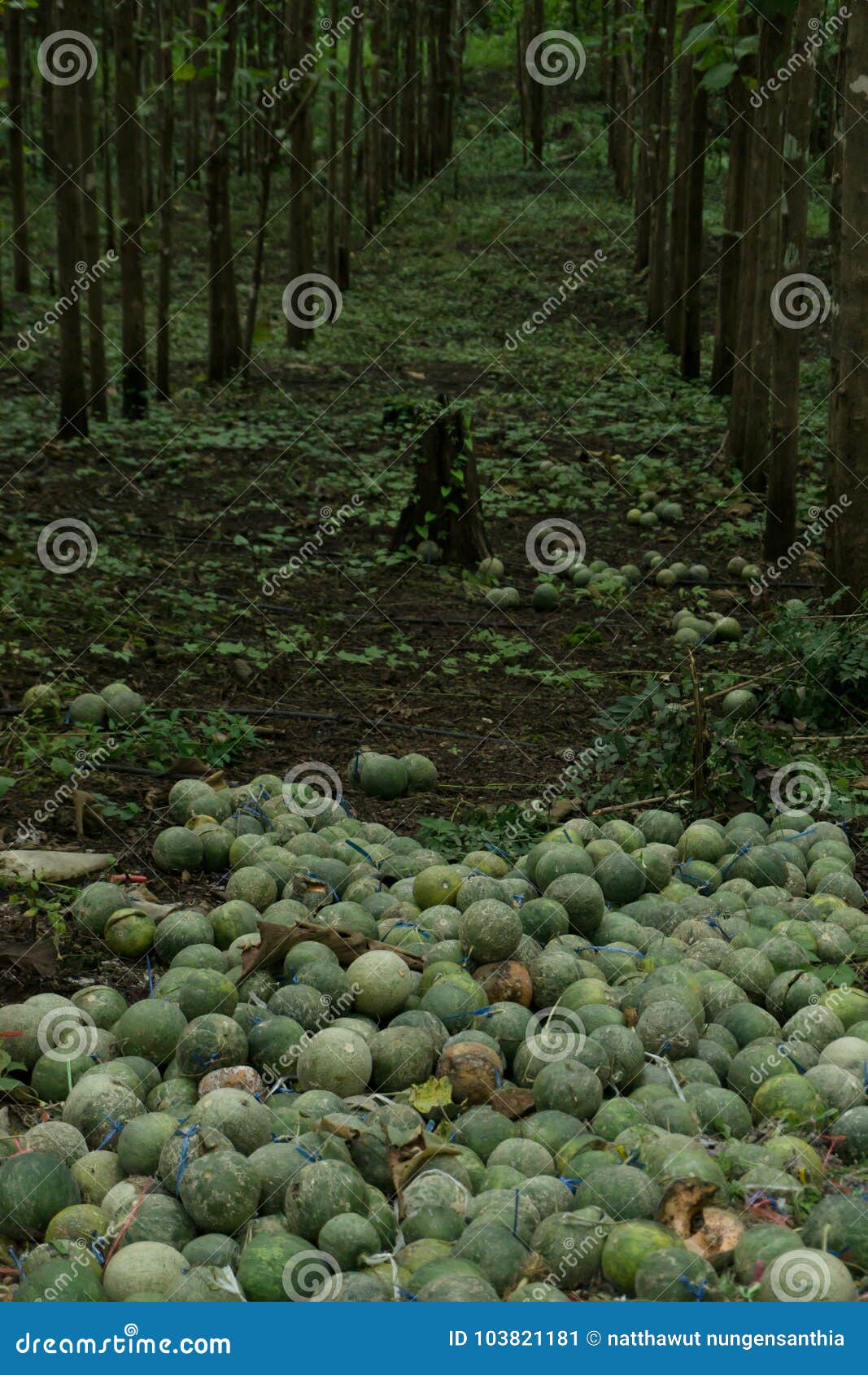 Leave a Lot of Rock Melon on the Floor Stock Image - Image of damage ...