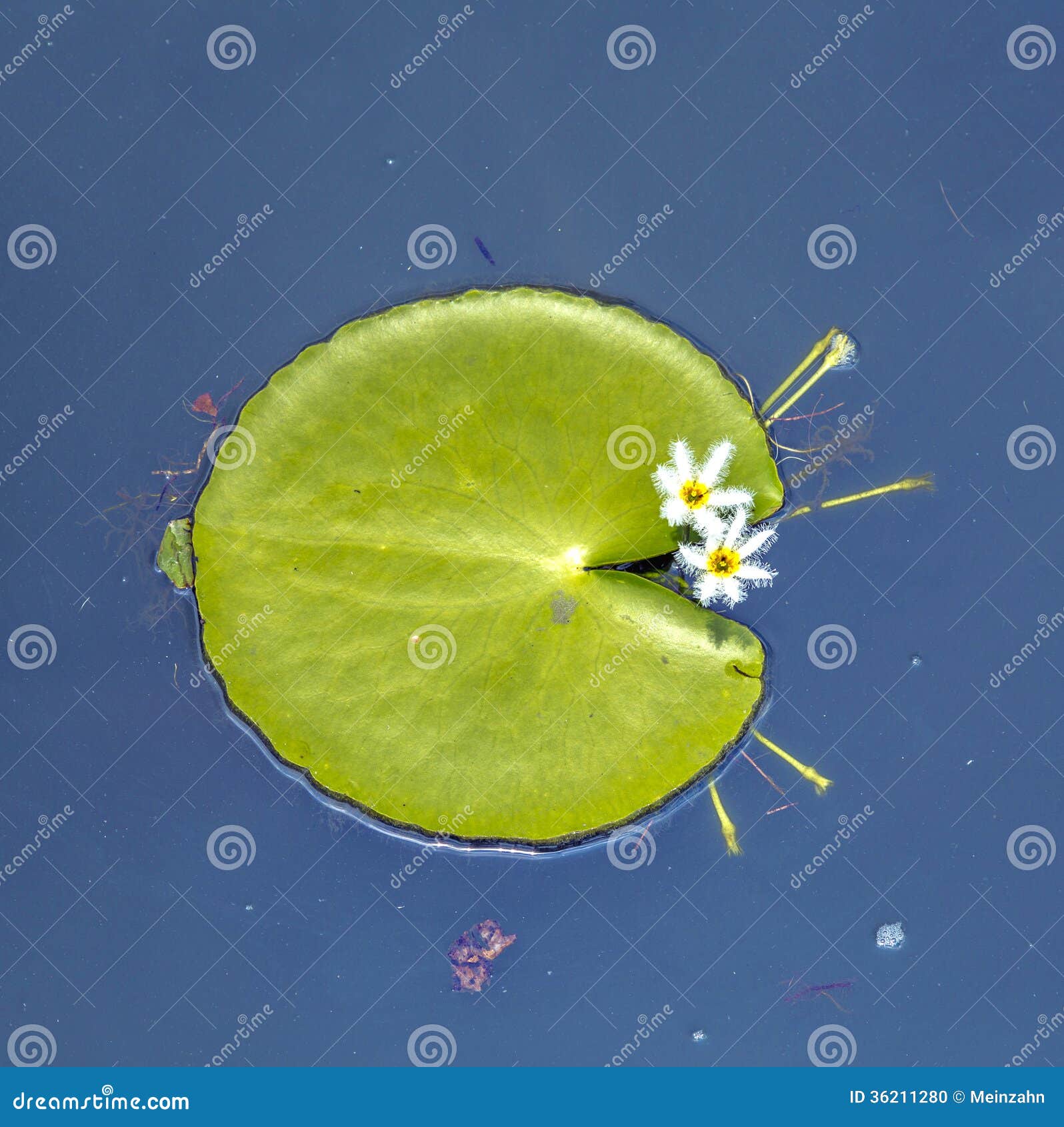 Leave of Lotus Flower Plant Stock Photo - Image of park, botany: 36211280