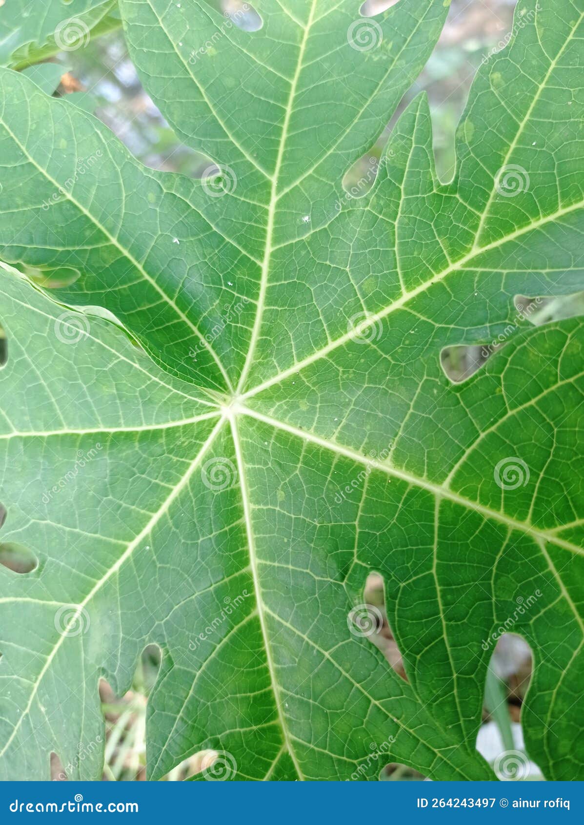 Leave papaya stock image. Image of leave, papaya, green - 264243497
