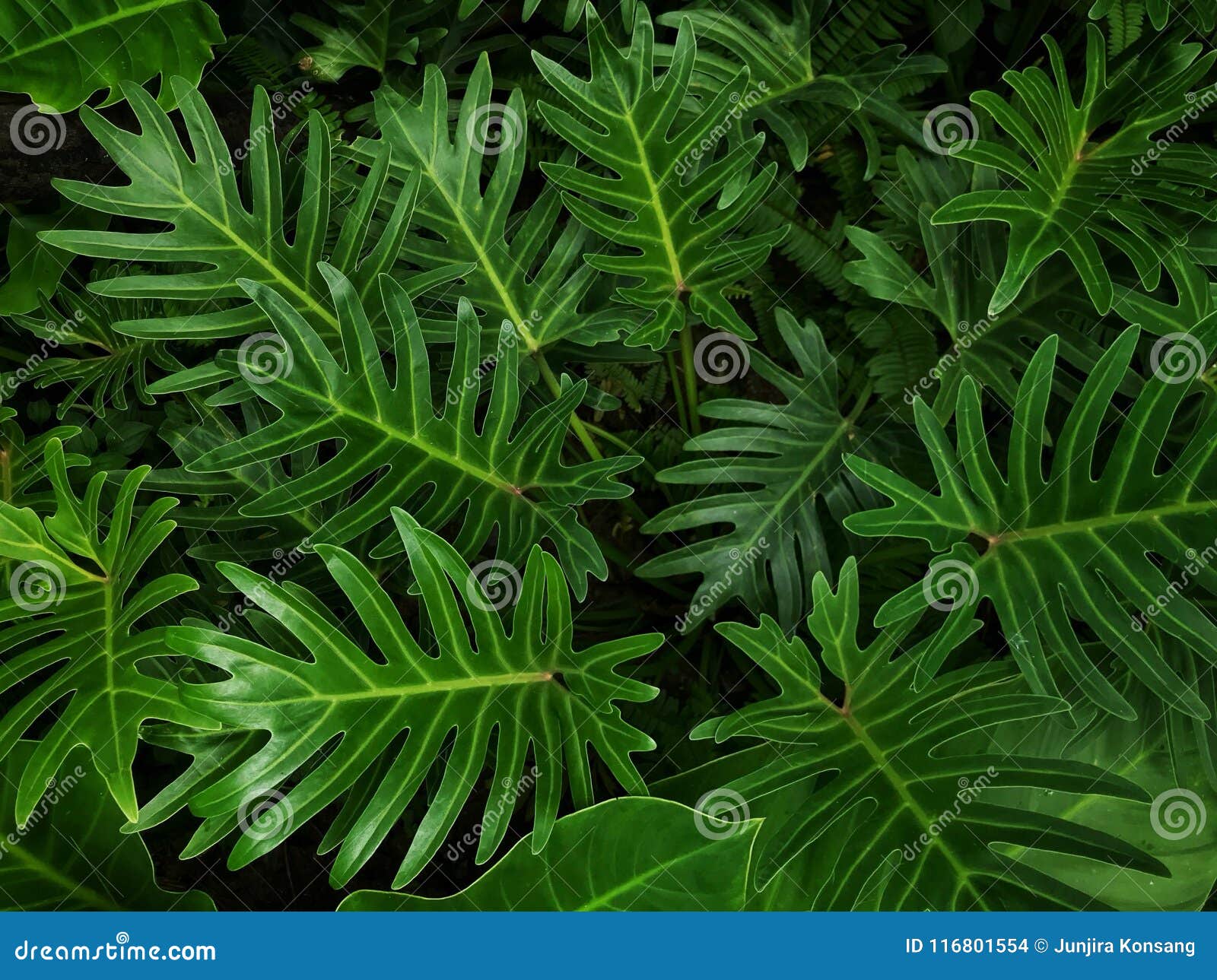 Leaf green nature outdoor stock photo. Image of green - 116801554