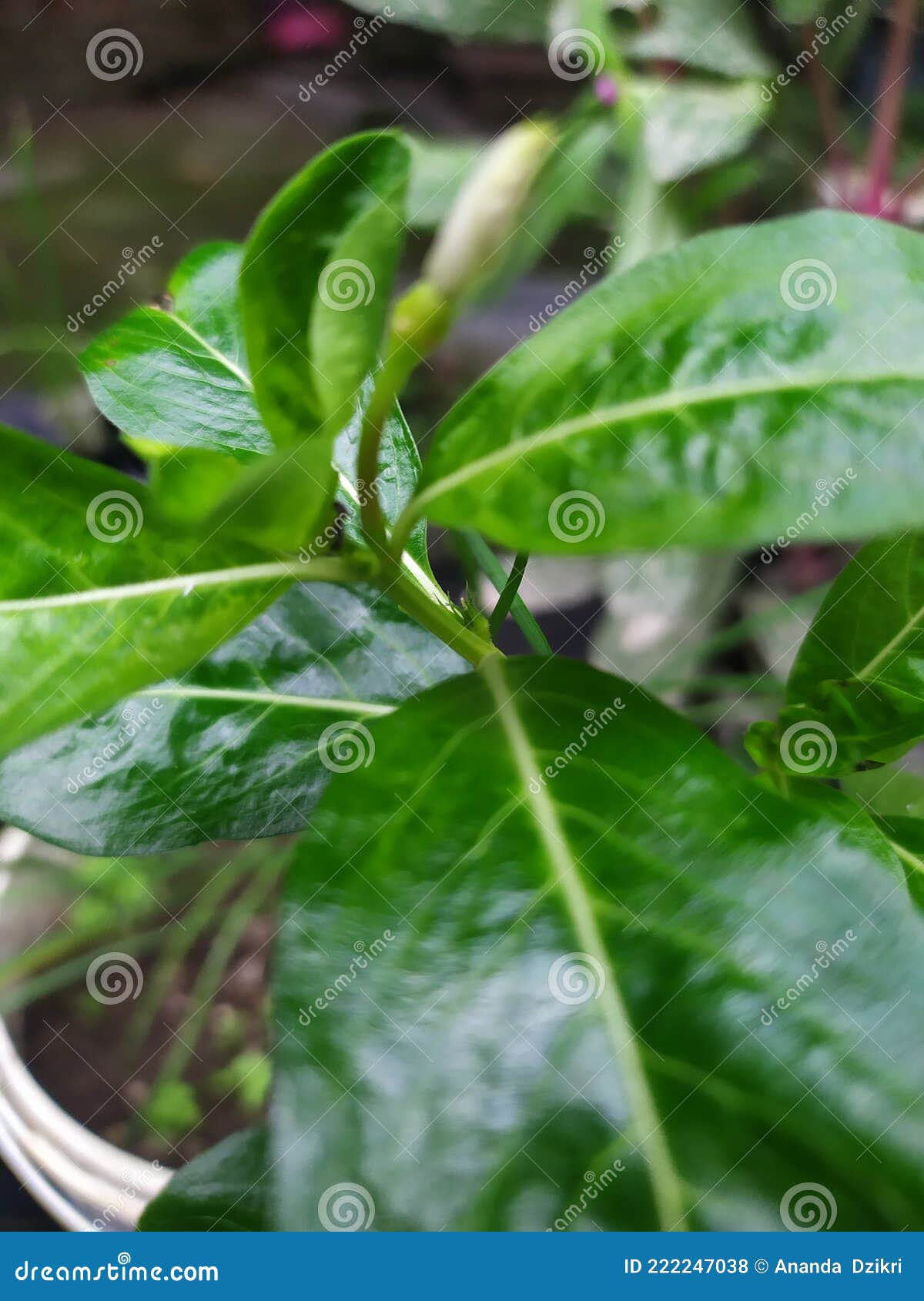 Leave stock photo stock photo. Image of leave, evergreen - 222247038