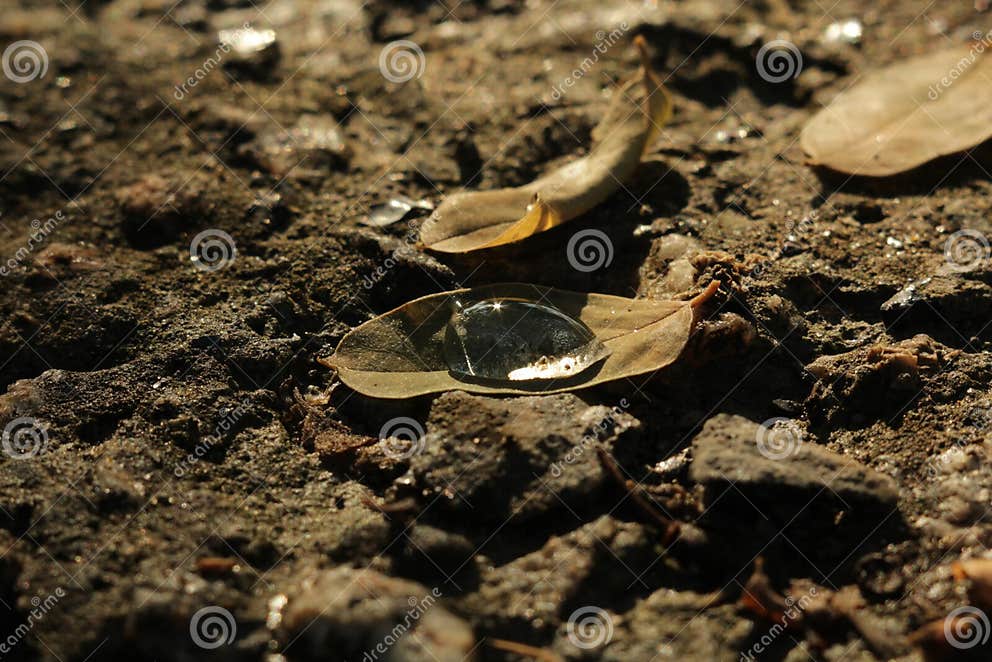 Leave and tear stock photo. Image of background, garden - 29166034