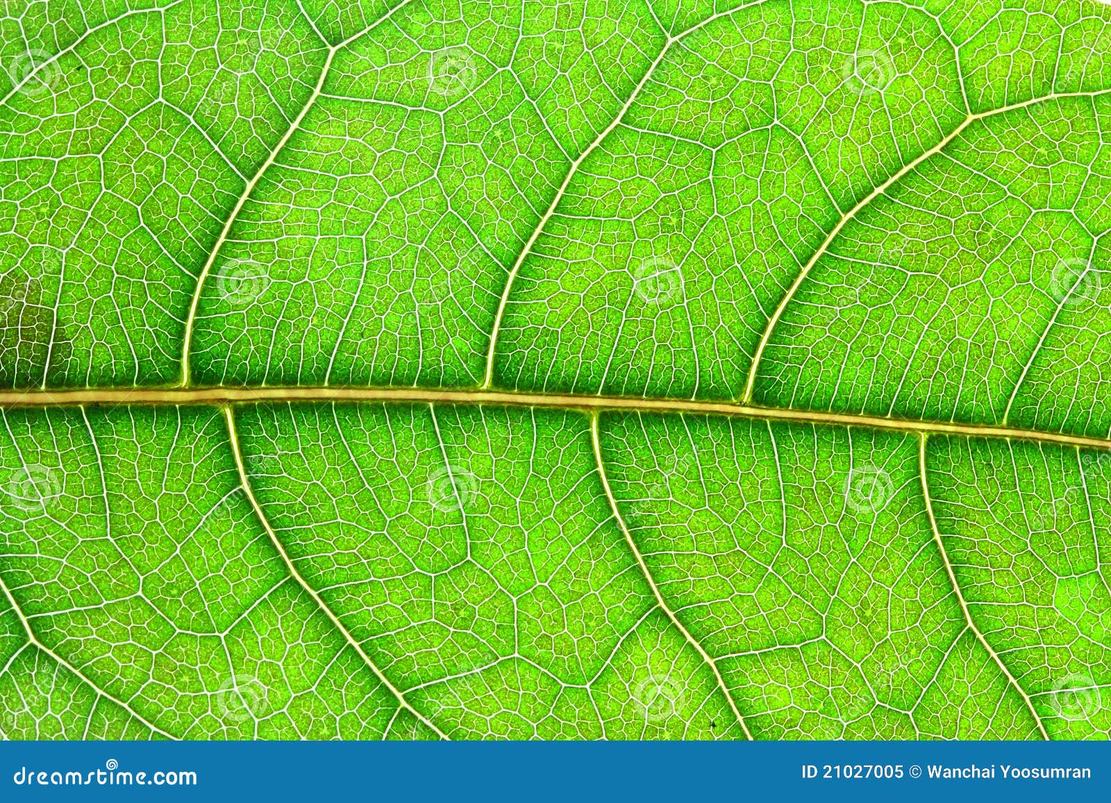 Leave Texture stock image. Image of leaf, environment - 21027005