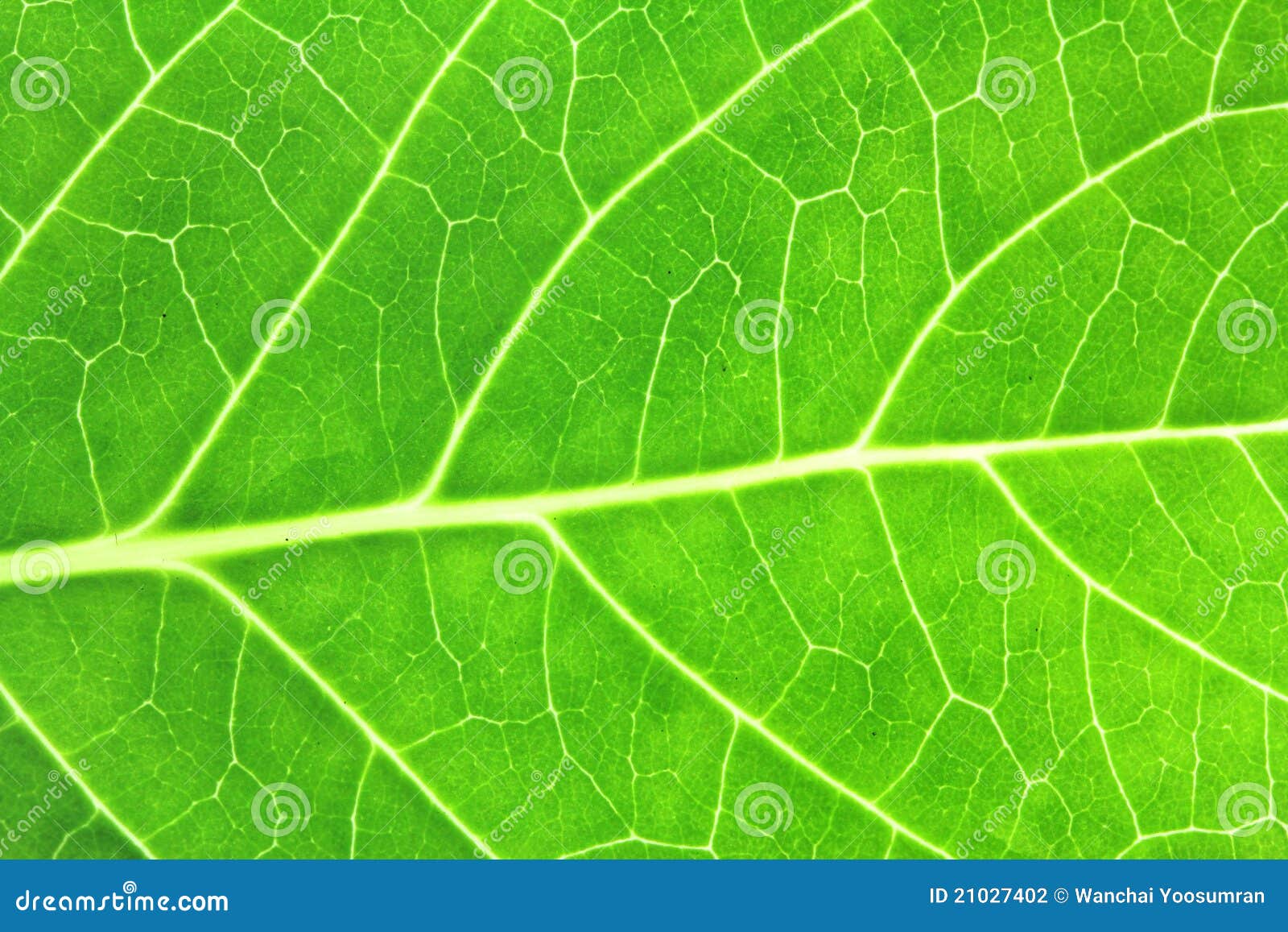 Leave texture stock photo. Image of green, ecology, development - 21027402